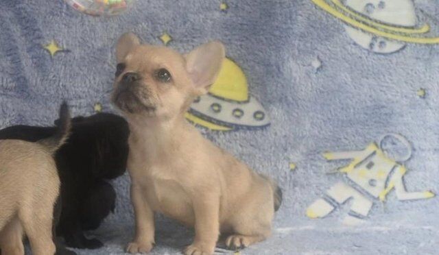 Kennel Club Registered Staffie Puppies For Sale | Staffie-owners.co.uk