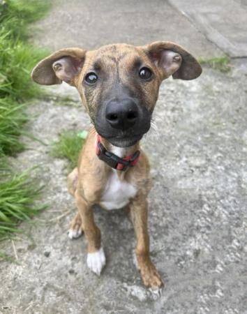 Staffie Puppies For Sale Under £500 | Staffie-owners.co.uk