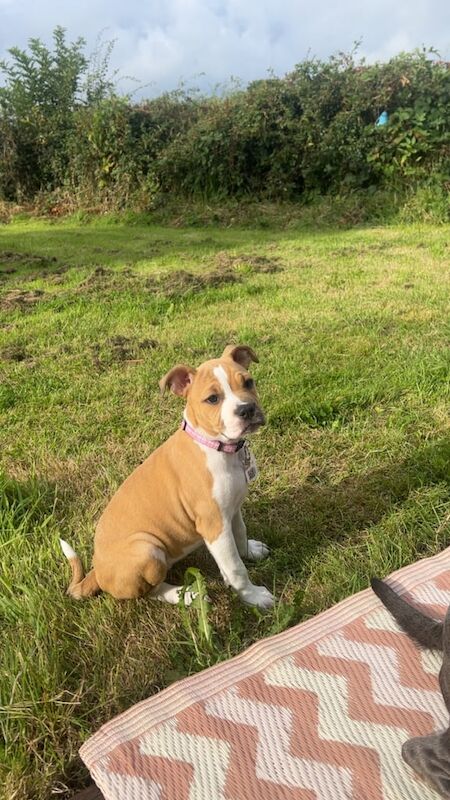 Staffy Cross Frenchie 6 Week Old Pup. FEMALE - Staffordshire Bull ...