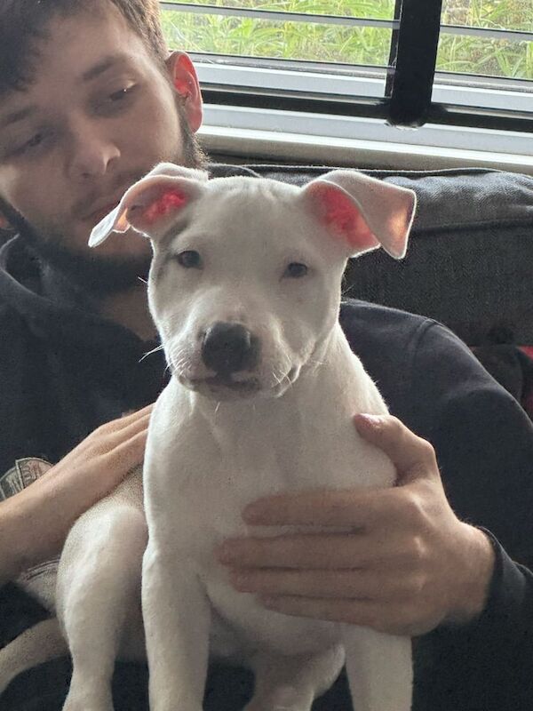 19 Week Male Staffy Pup For Sale - Staffordshire Bull Terrier Puppies ...