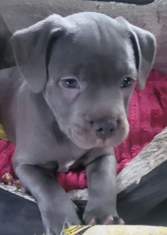 Kennel Club Registered Blue Staffordshire Bull Terrier Puppies For Sale ...