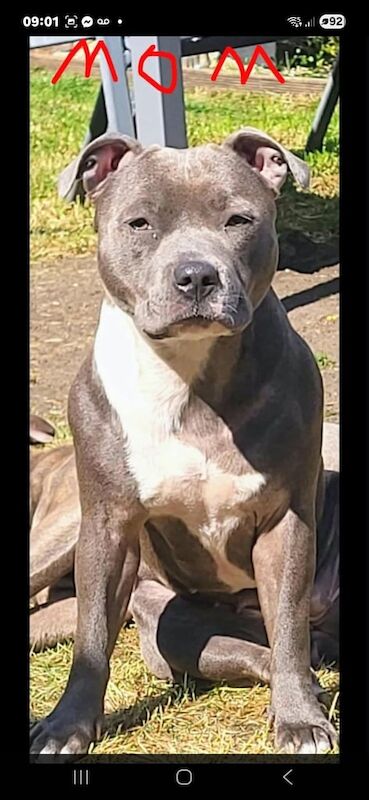 2 Beautiful Staffy Puppies For Sale - Staffordshire Bull Terrier ...