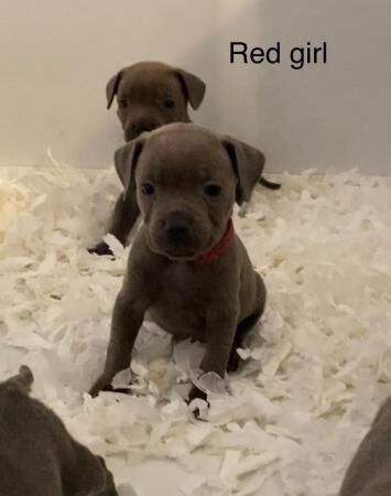 Buy and sell Staffie puppies and dogs online | Staffie Owners