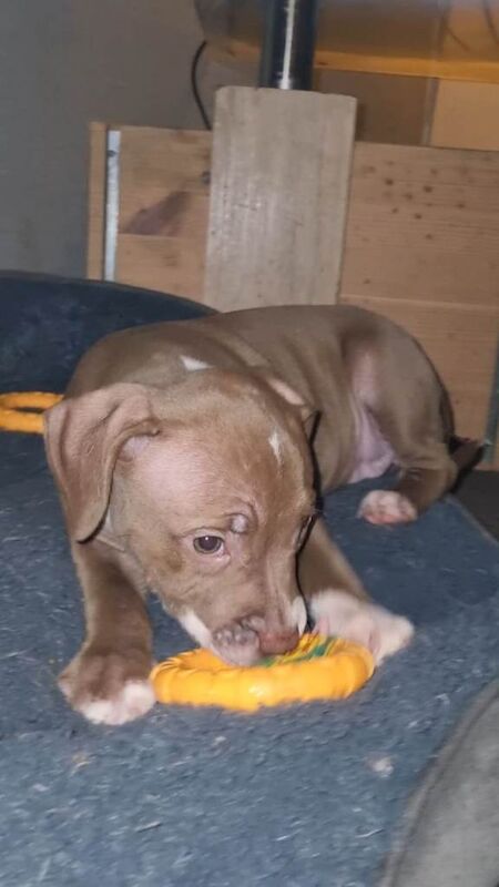 Red Staffordshire Bull Terrier Puppies For Sale | Staffie Owners
