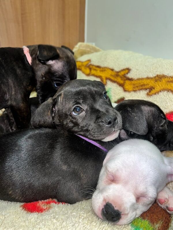 Blue Staffie Puppies For Sale | Staffie Owners