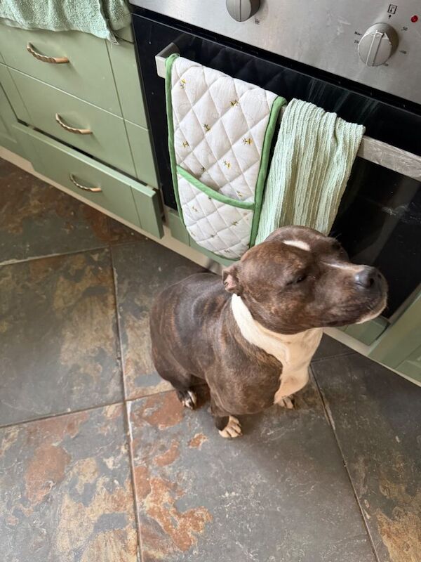 3 Year Old Staffordshire Bull - Staffordshire Bull Terrier For Sale in ...