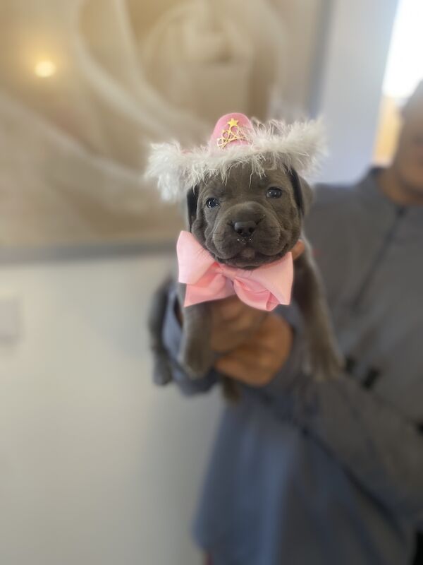 5 GENERATION PEDIGREE BLUE STAFF's - Staffordshire Bull Terrier Puppies ...