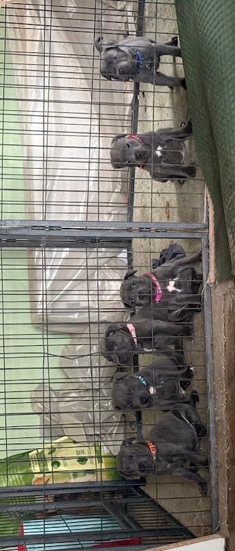 Blue Staffordshire Bull Terrier Puppies For Sale | Staffie Owners