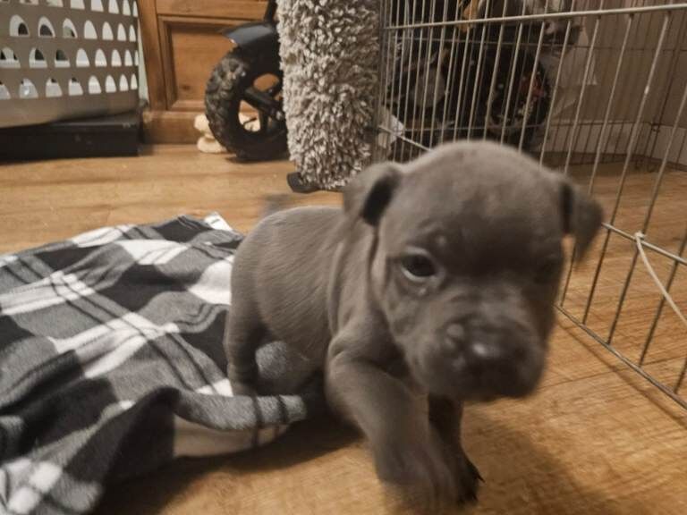 8 Week Old Staffy Boy For Sale - Staffordshire Bull Terrier Puppies in ...