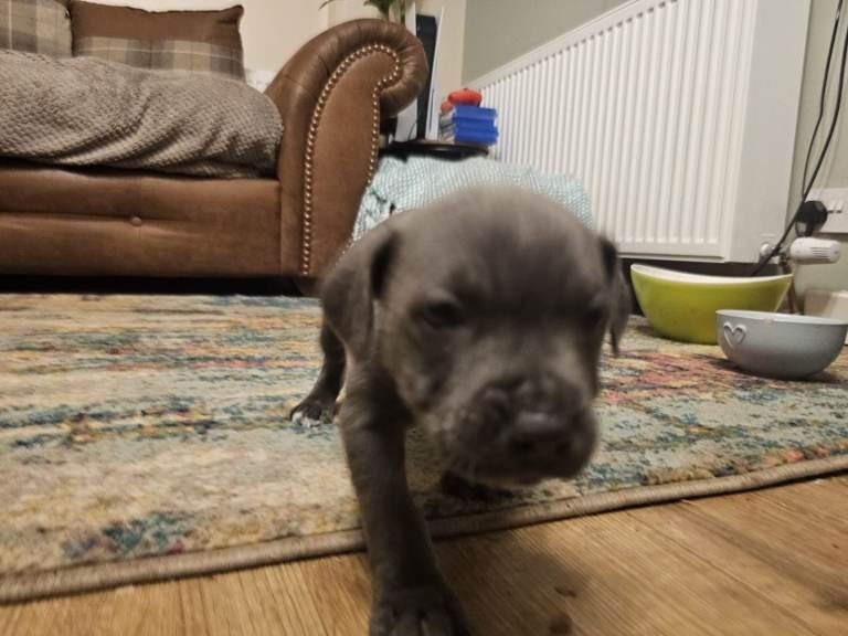 8 Week Old Staffy Boy For Sale - Staffordshire Bull Terrier Puppies in ...