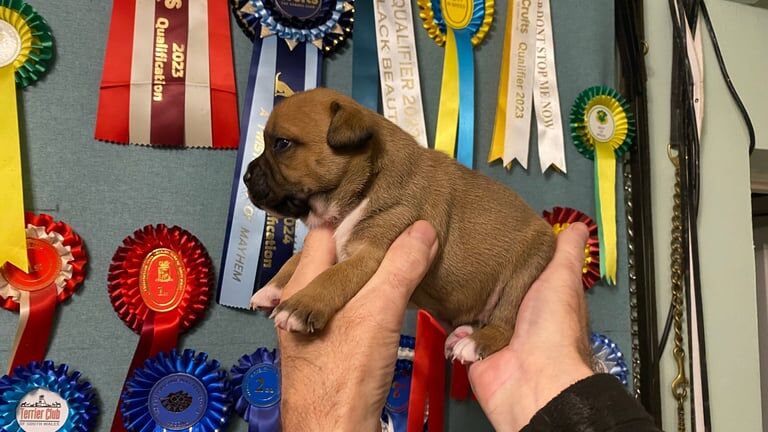 Red Staffordshire Bull Terrier Puppies For Sale | Staffie Owners