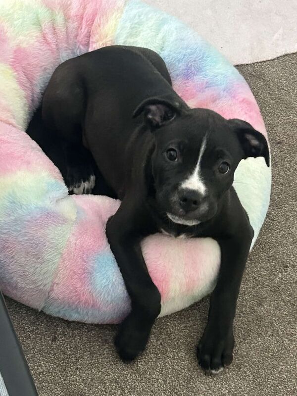 Staffordshire Bull Terrier Puppies For Sale | Staffie Owners