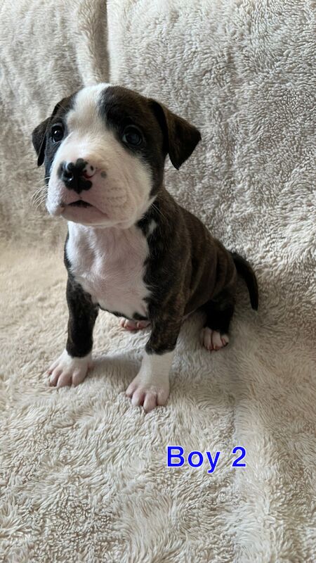 Brindle Staffordshire Bull Terrier Puppies For Sale | Staffie Owners