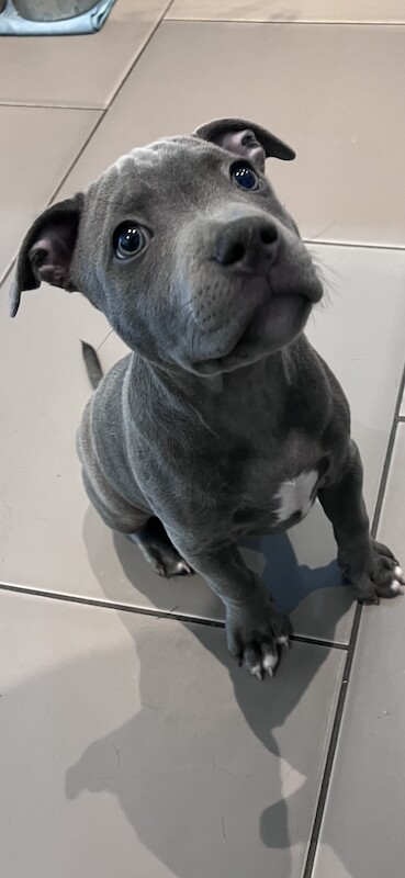 Baby Blue Staffie For Sale in Southgate, Enfield, Greater London