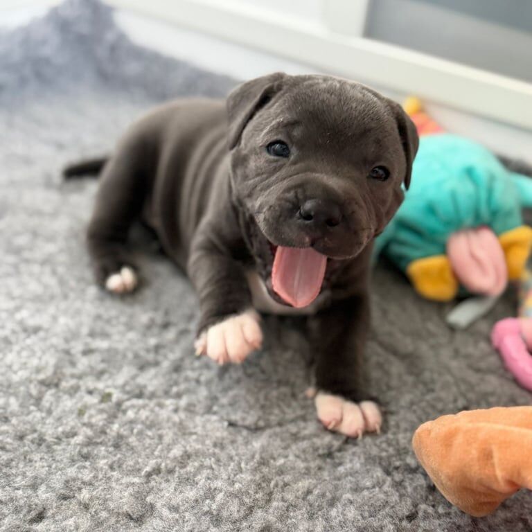 Beautiful 5 Star Pedigree Blue Staffordshire Pups - Staffordshire Bull ...