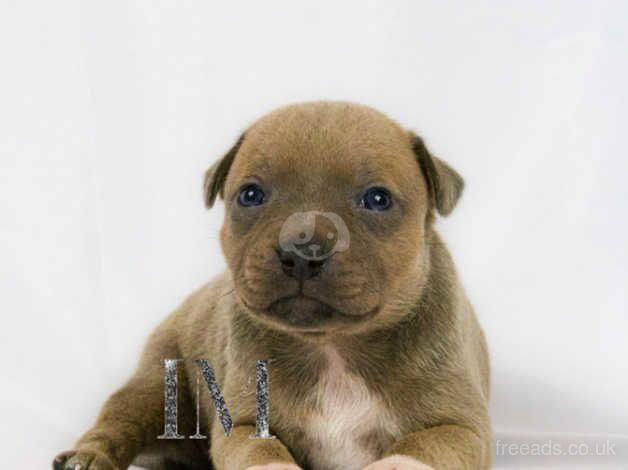 Beautiful Blue Fawn Female Staff Pup Staffy Staffie Stafford ...