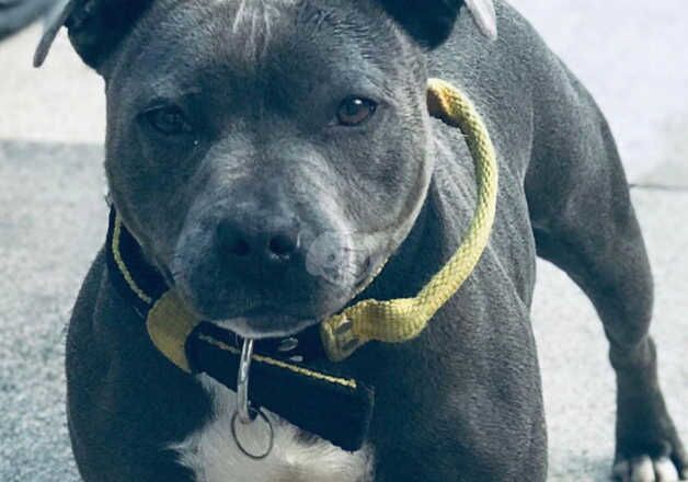 Beautiful Blue Staff - Staffordshire Bull Terrier Puppies For Sale in ...