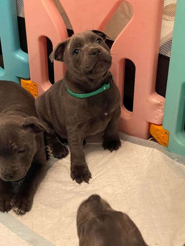 Blue Staffordshire Bull Terrier Puppies For Sale | Staffie Owners