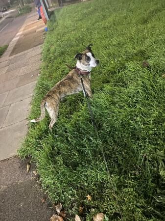 Beautiful Staffordshire Bull Terrier Puppies For Sale in London Beach, Kent