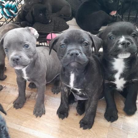 Kennel Club Registered Staffie Puppies For Sale | Staffie Owners