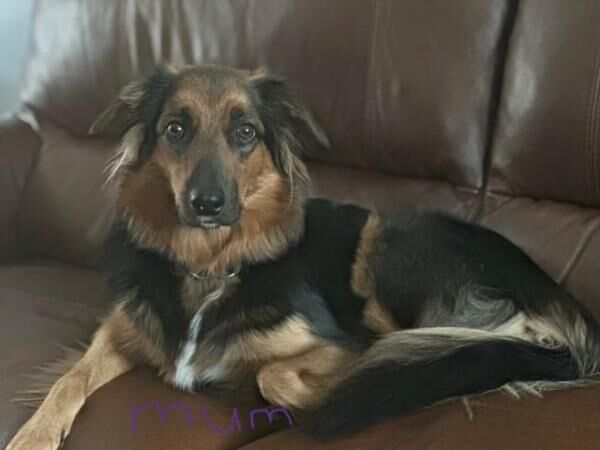 Staffie Dogs And Puppies For Sale | Staffie-owners.co.uk