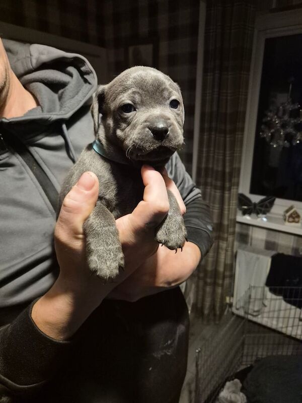 Beautifull Blue Staffy Puppies - Staffordshire Bull Terrier Puppies For ...