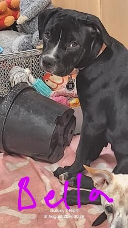 Buy and sell Staffie puppies and dogs online | Staffie Owners