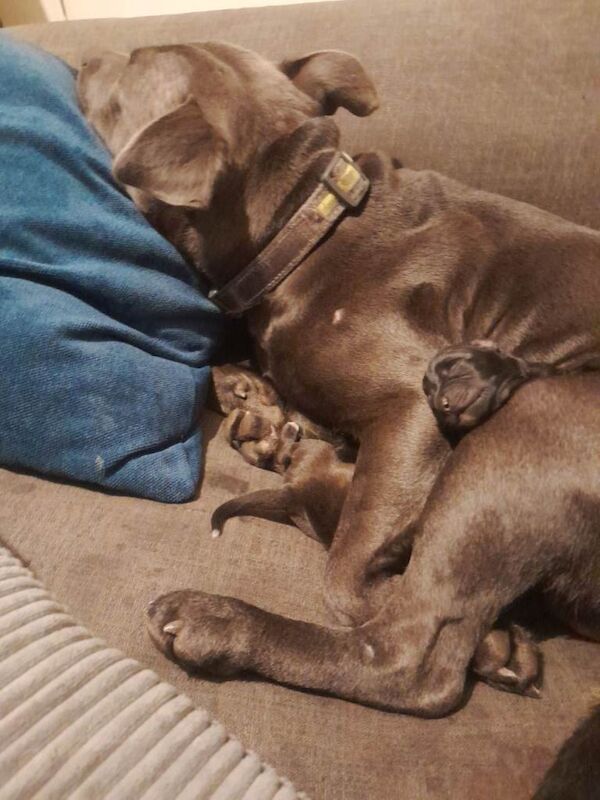 Brindle Staffordshire Bull Terrier Puppies For Sale | Staffie Owners