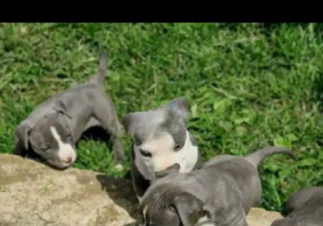 Blue And White Staffy Puppies - Staffordshire Bull Terrier Puppies For ...