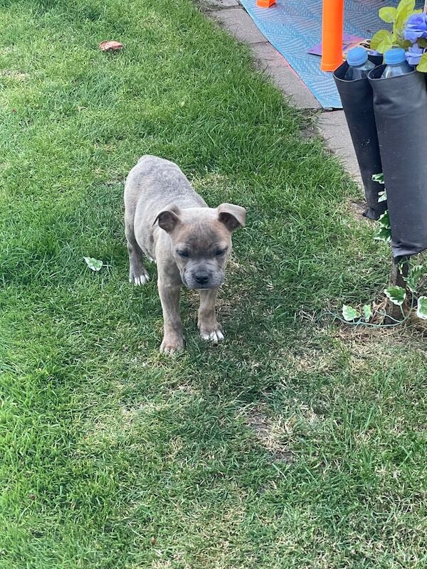 Blue Staffordshire Bull Terrier Puppies For Sale | Staffie Owners