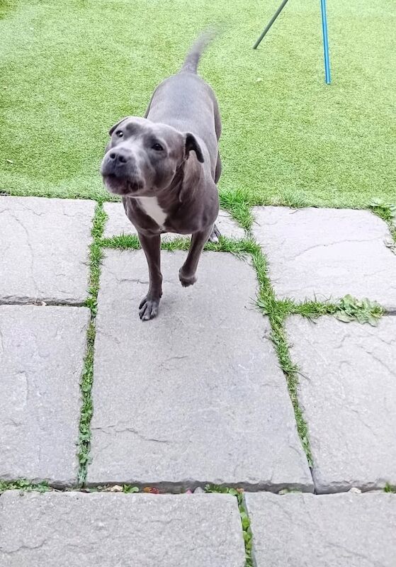 Blue Staffordshire Bull Terrier Puppies For Sale | Staffie Owners