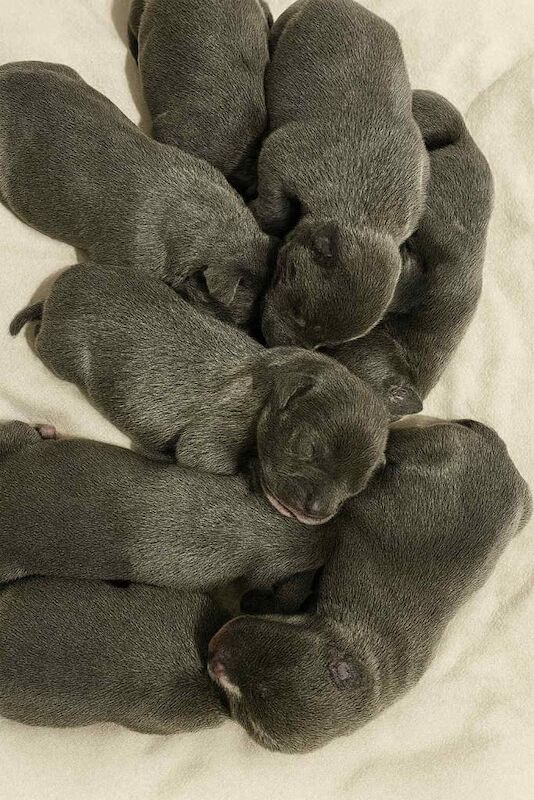 Kennel Club Registered Blue Staffordshire Bull Terrier Puppies For Sale ...