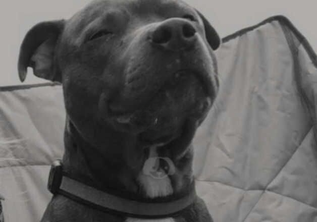 Kennel Club Registered Blue Staffie Puppies For Sale | Staffie Owners