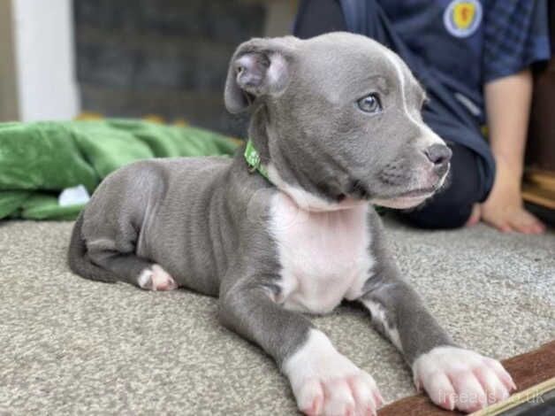 Results Page 4 For Staffie Puppies For Sale | Staffie Owners