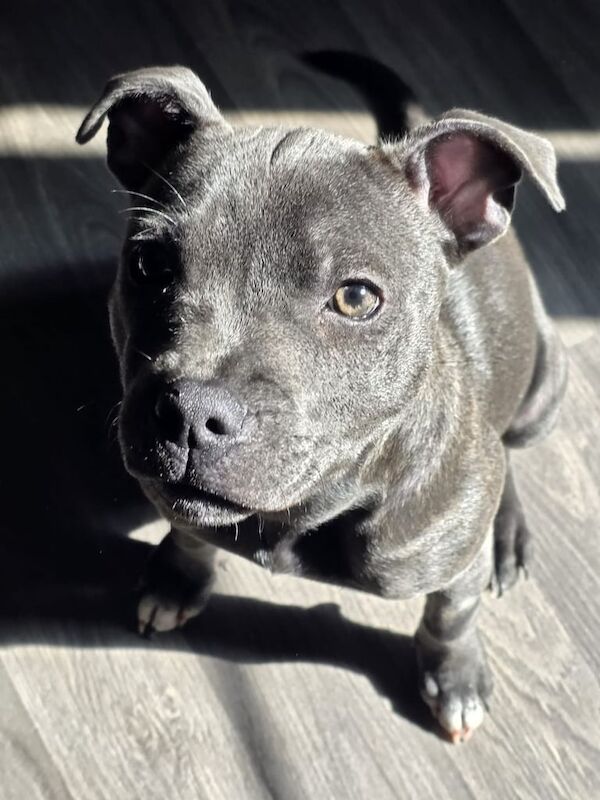 Blue Staffordshire Bull Terrier For Sale in Bilston, West Midlands ...