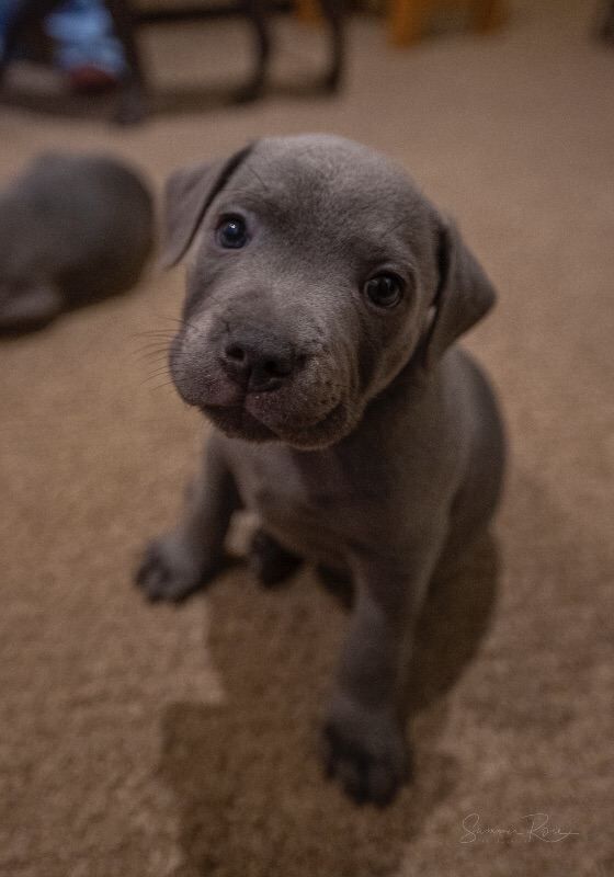 Kennel Club Registered Blue Staffordshire Bull Terrier Puppies For Sale ...