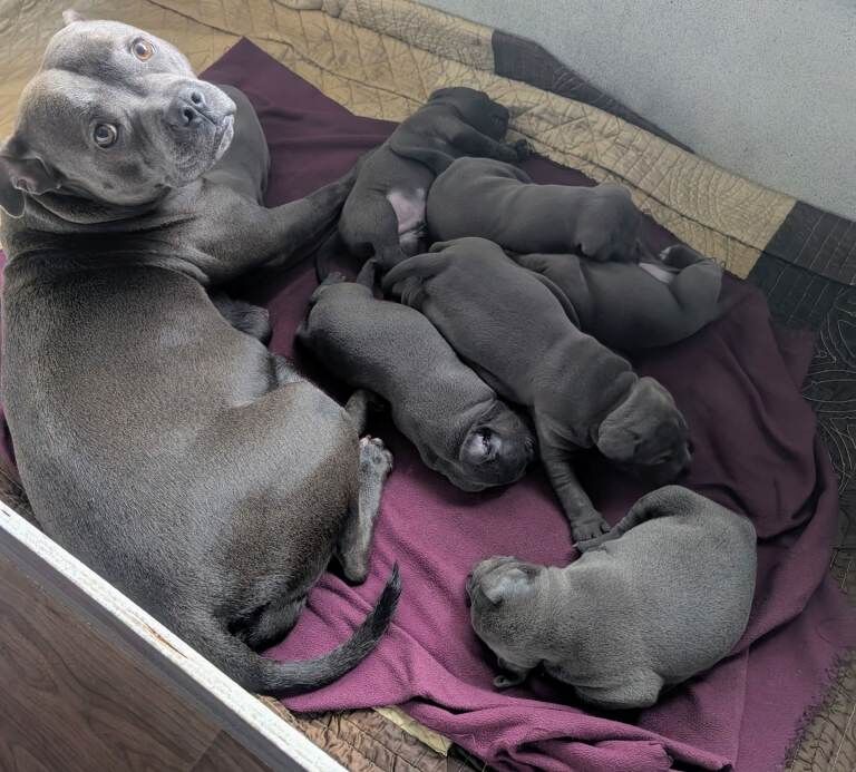 Blue Staffordshire Bull Terrier Puppies For Sale | Staffie Owners