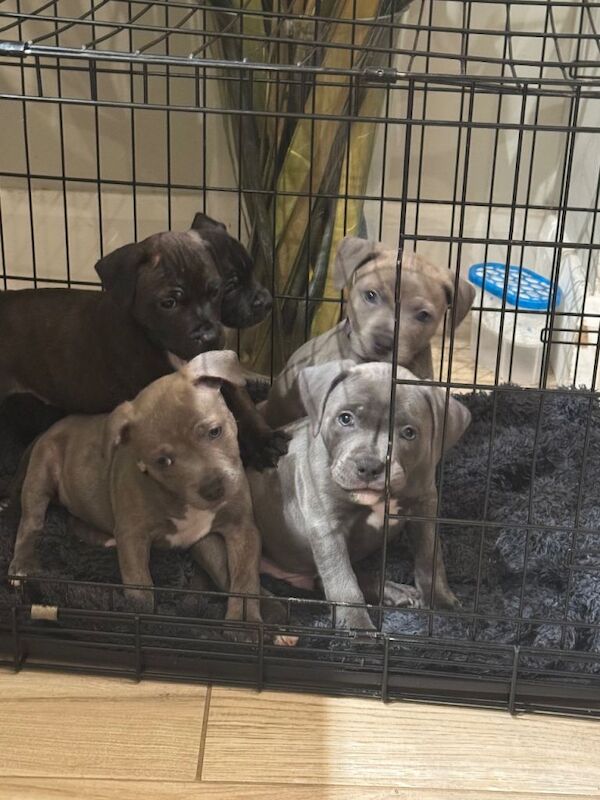 Kennel Club Registered Blue Staffordshire Bull Terrier Puppies For Sale ...