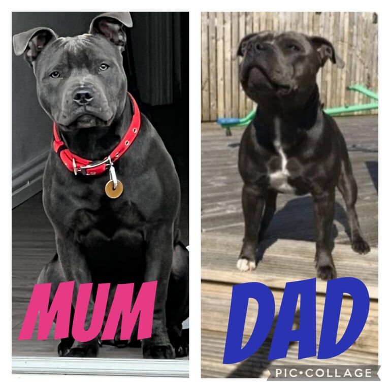 Kennel Club Registered Blue Staffordshire Bull Terrier Puppies For Sale ...