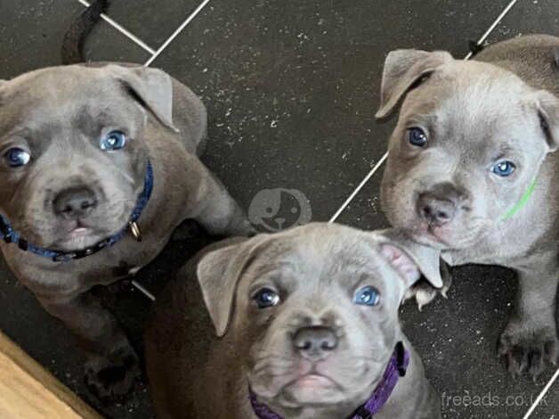 Blue Staffie Puppies For Sale | Staffie Owners