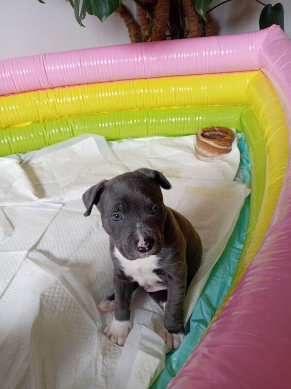 Blue Staffordshire Bull Terrier Pups For Sale in Ballymena, County ...