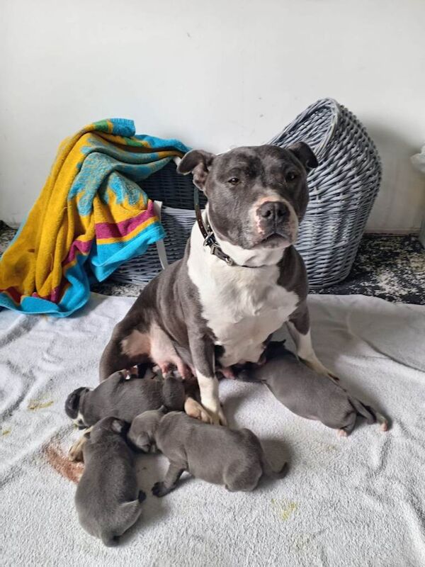 Blue Staffordshire Bull Terrier Pups For Sale in Ballymena, County ...