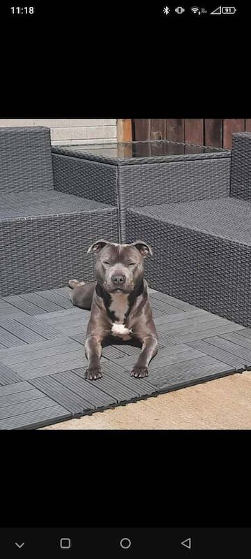 Blue Staffordshire Bull Terrier Pups For Sale in Ballymena, County ...