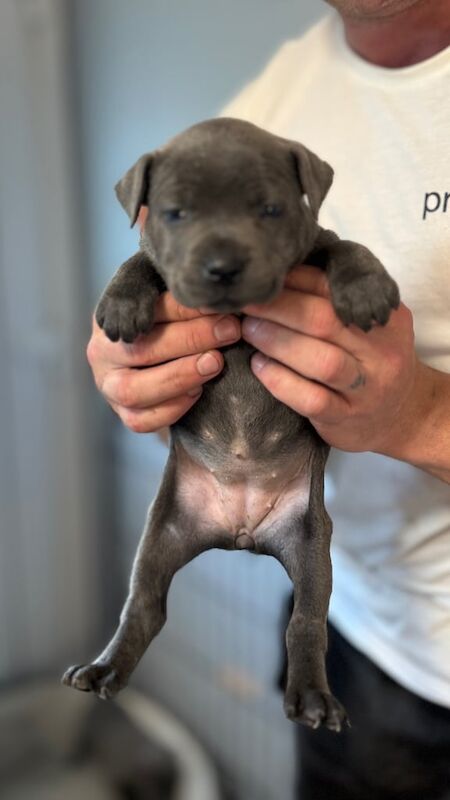 Blue Staffordshire Bull Terrier Puppies For Sale | Staffie Owners