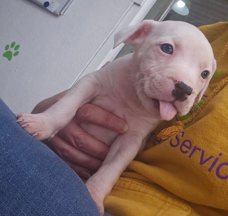 Blue Staffordshire Bull Terrier Puppies For Sale | Staffie Owners