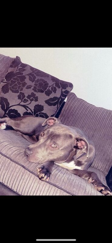 Blue Staffy Girl 1 Year Old - Staffordshire Bull Terrier Puppies For ...