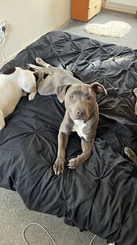 Blue Staffy Girl 1 Year Old - Staffordshire Bull Terrier Puppies For ...