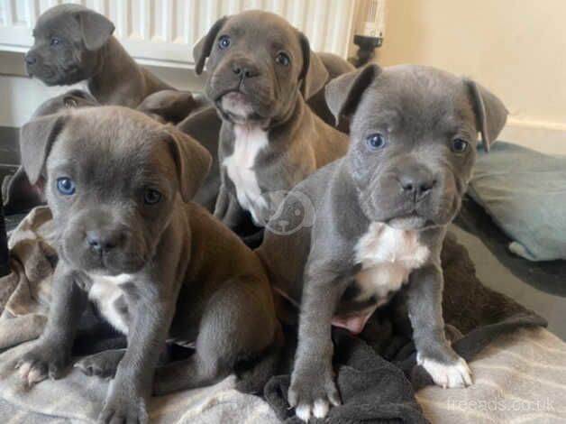 Blue Staffy Pupies - Staffordshire Bull Terrier Puppies For Sale in ...