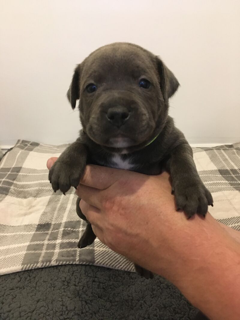 BLUE STAFFY PUPS FOR SALE (LAST GIRL) - Staffordshire Bull Terrier ...