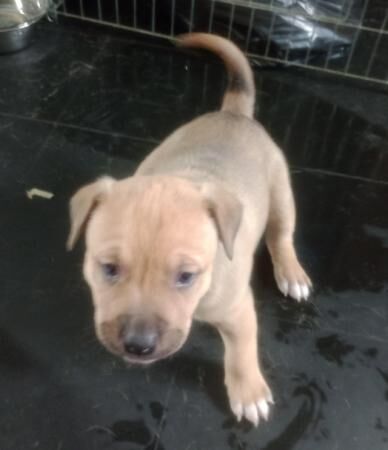 Border Collie Cross Staffy Pups - Staffordshire Bull Terrier Puppies ...